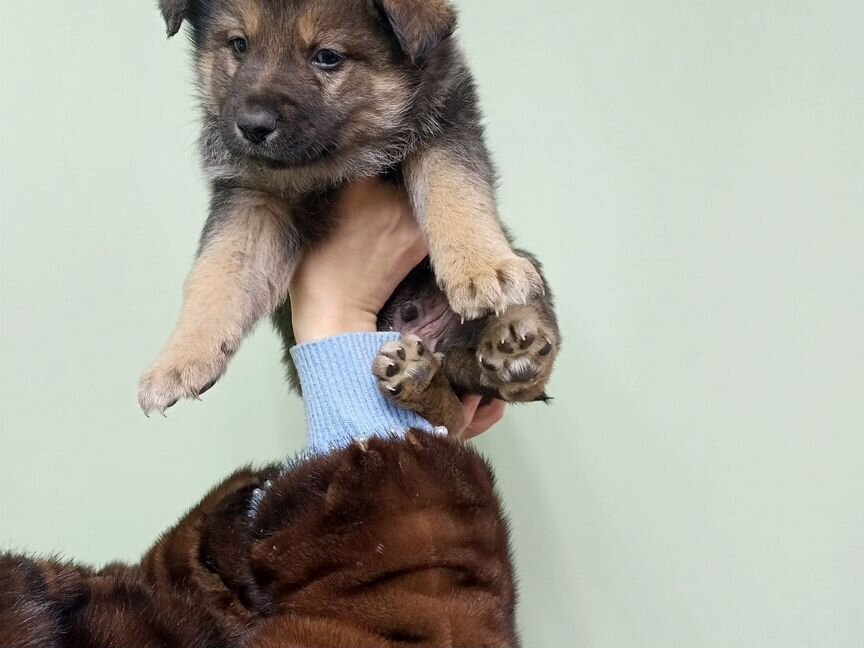 Щенки. Мальчики вео+нем.овчарка