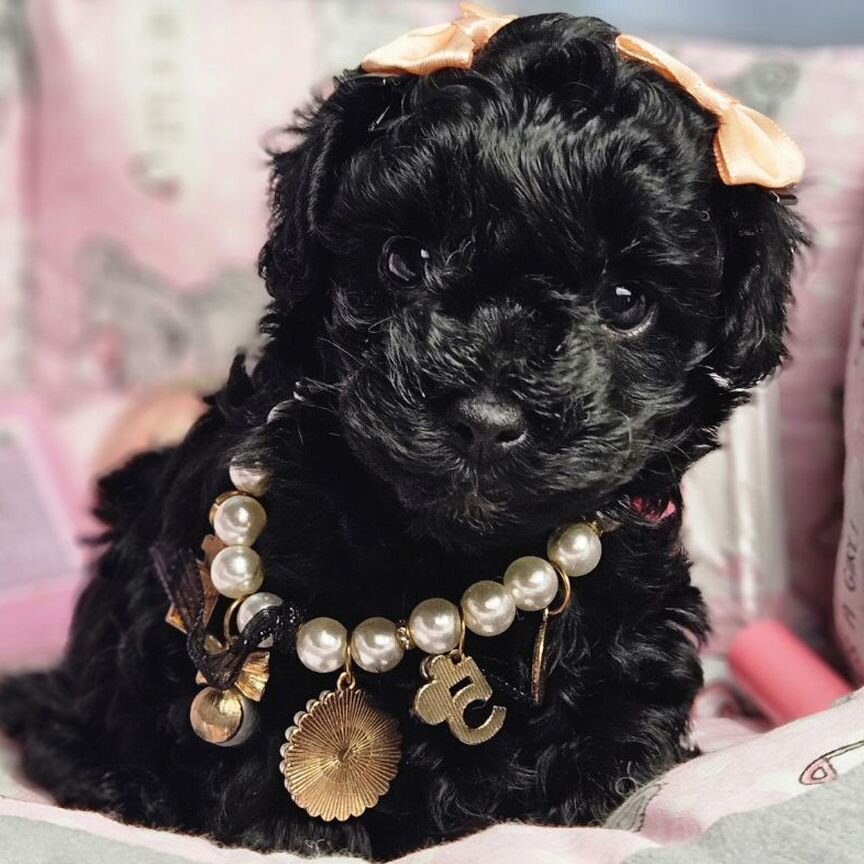 Мальтипу, щенок