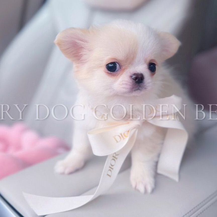 Чихуахуа, щенок