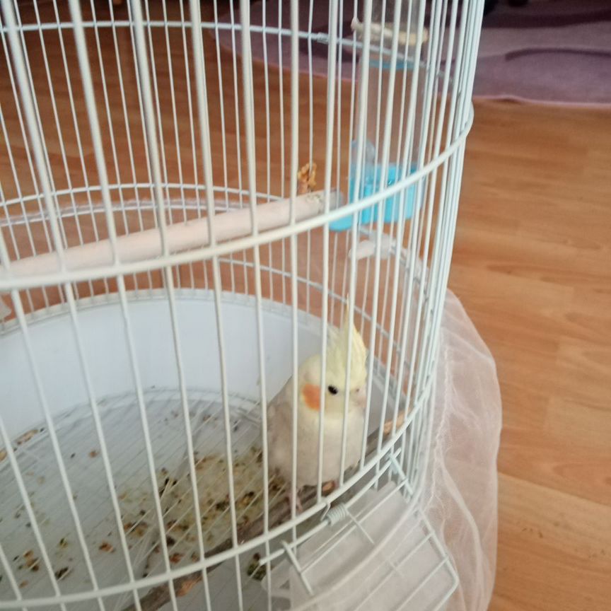 Попугай Корело