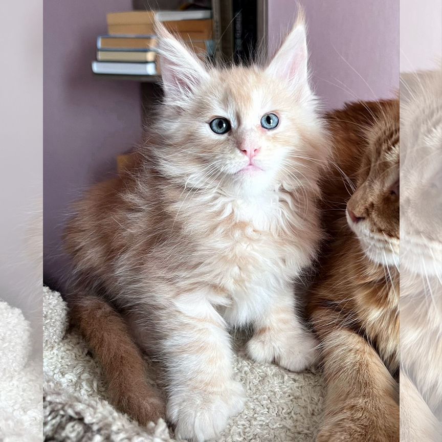 Мейн-кун котёнок