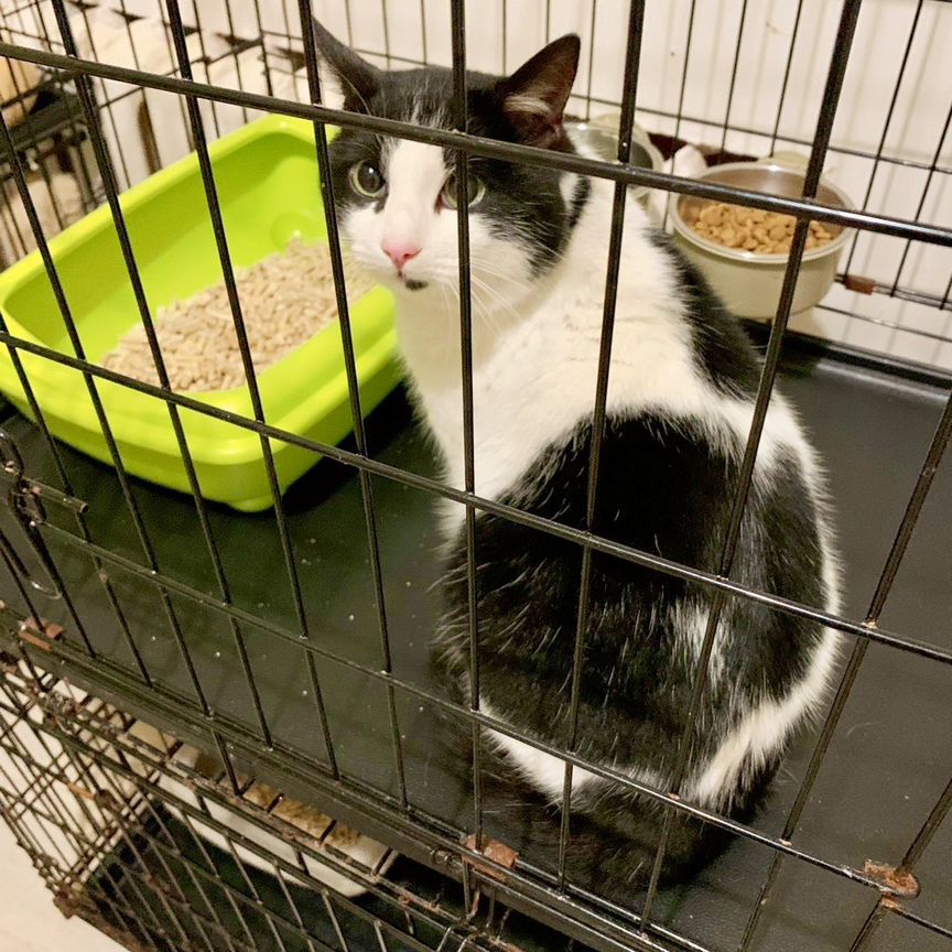 Супер ласковый котик