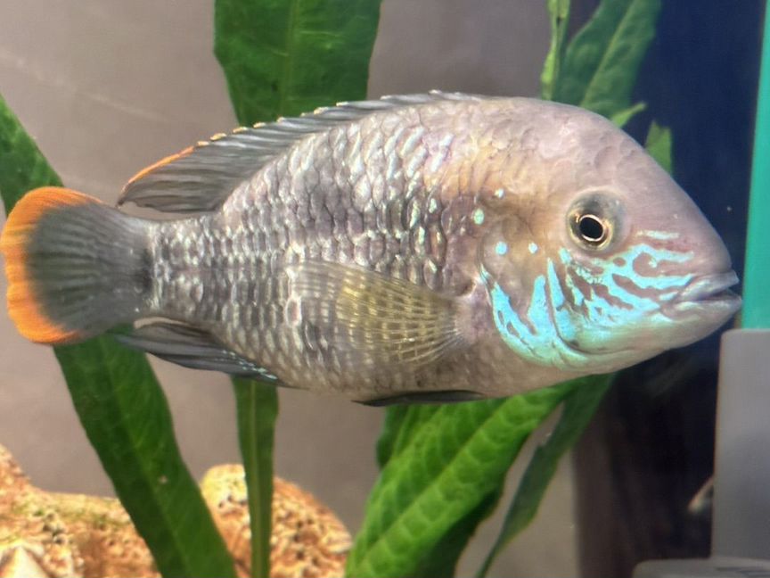Рыба акара бирюзовая