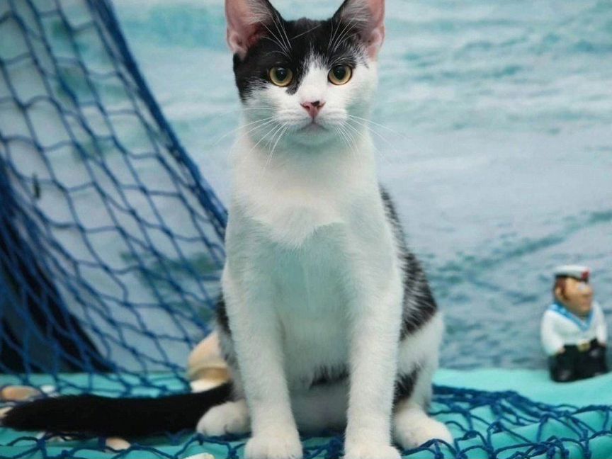 Котенок ищет себе семью