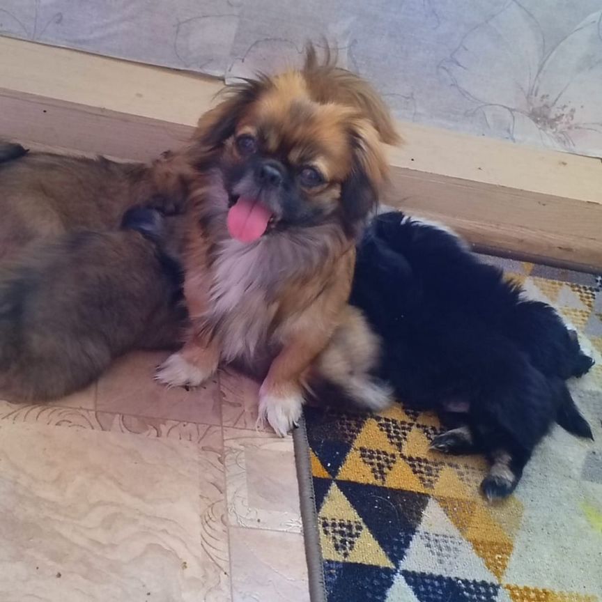 Щенки пекинеса Качканар