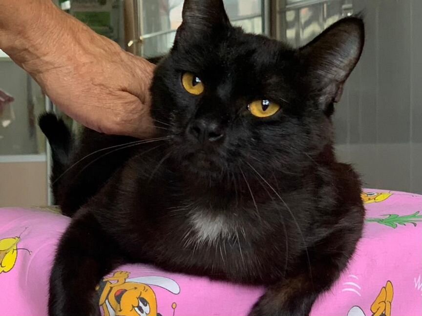 Котик в семью