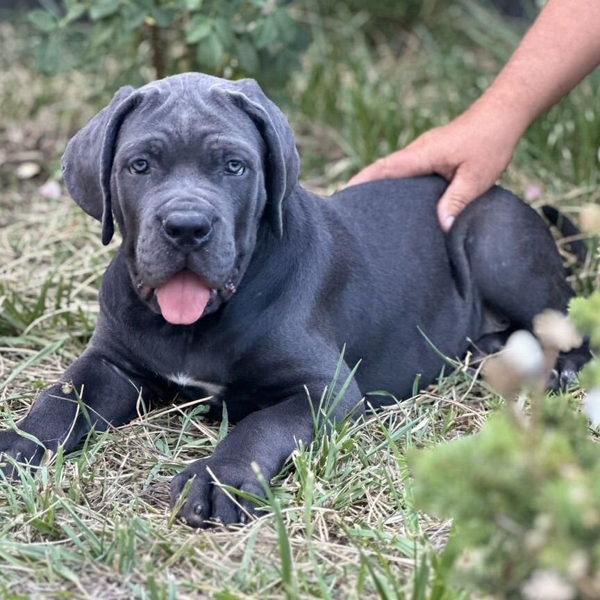 Щенки кане корсо