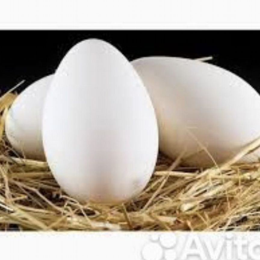 Яйцо гусиное