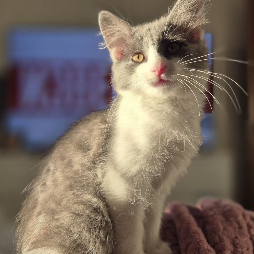 Котик в добрые руки