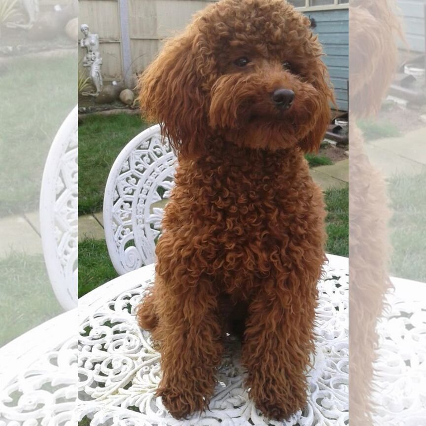 Той-пудель, взрослый пёс