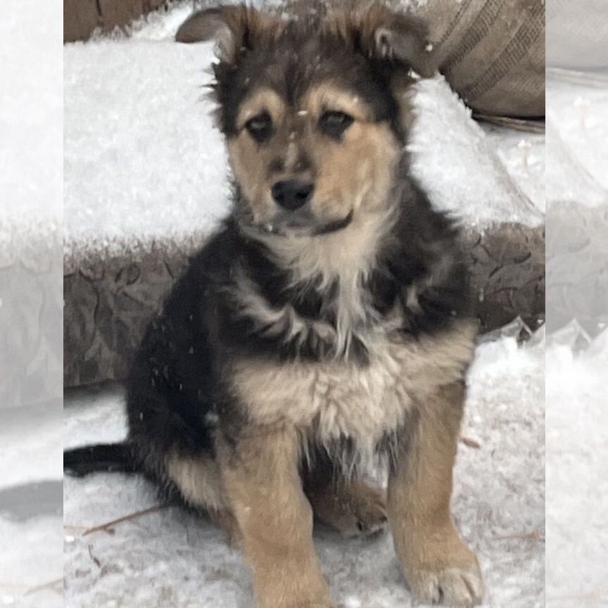 Щенок в добрые руки