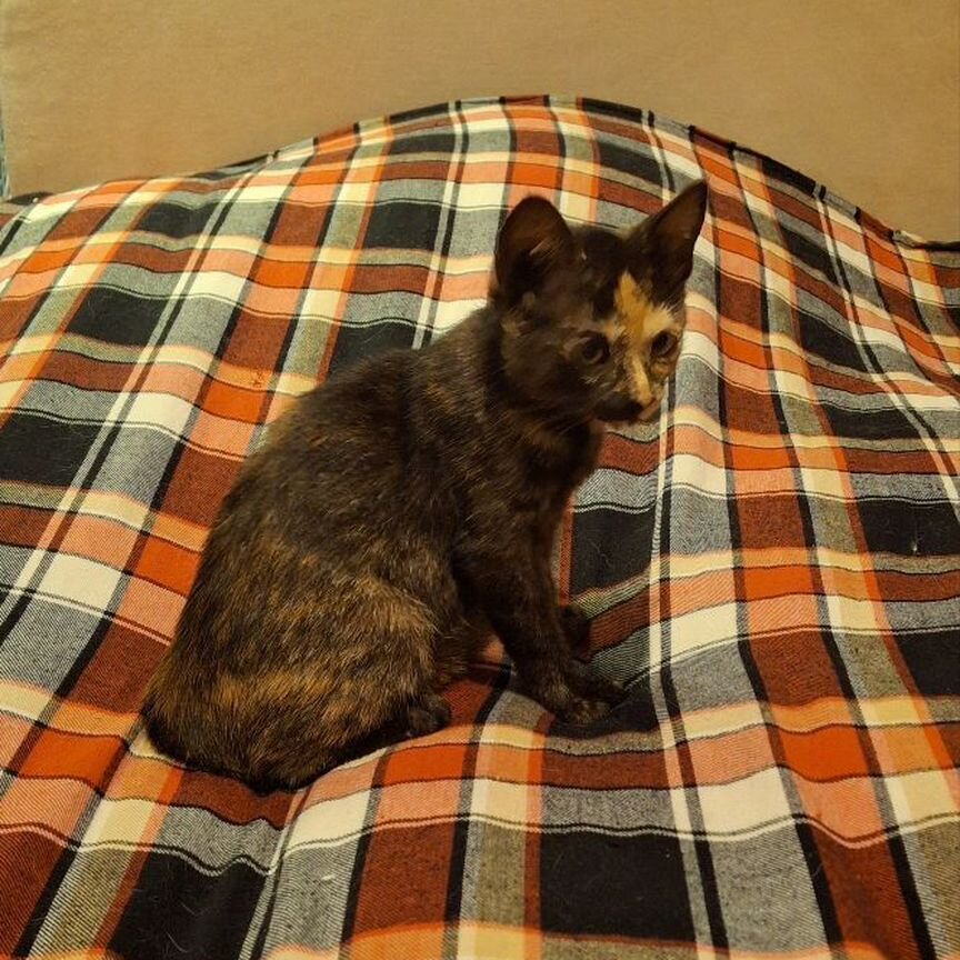 Котёнок девочка