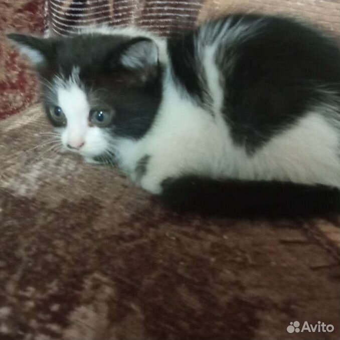 Котик родился 2 июля