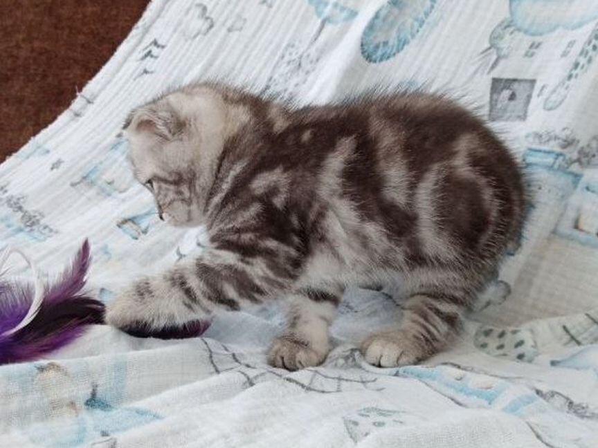 Черный мрамор шотландский котёнок