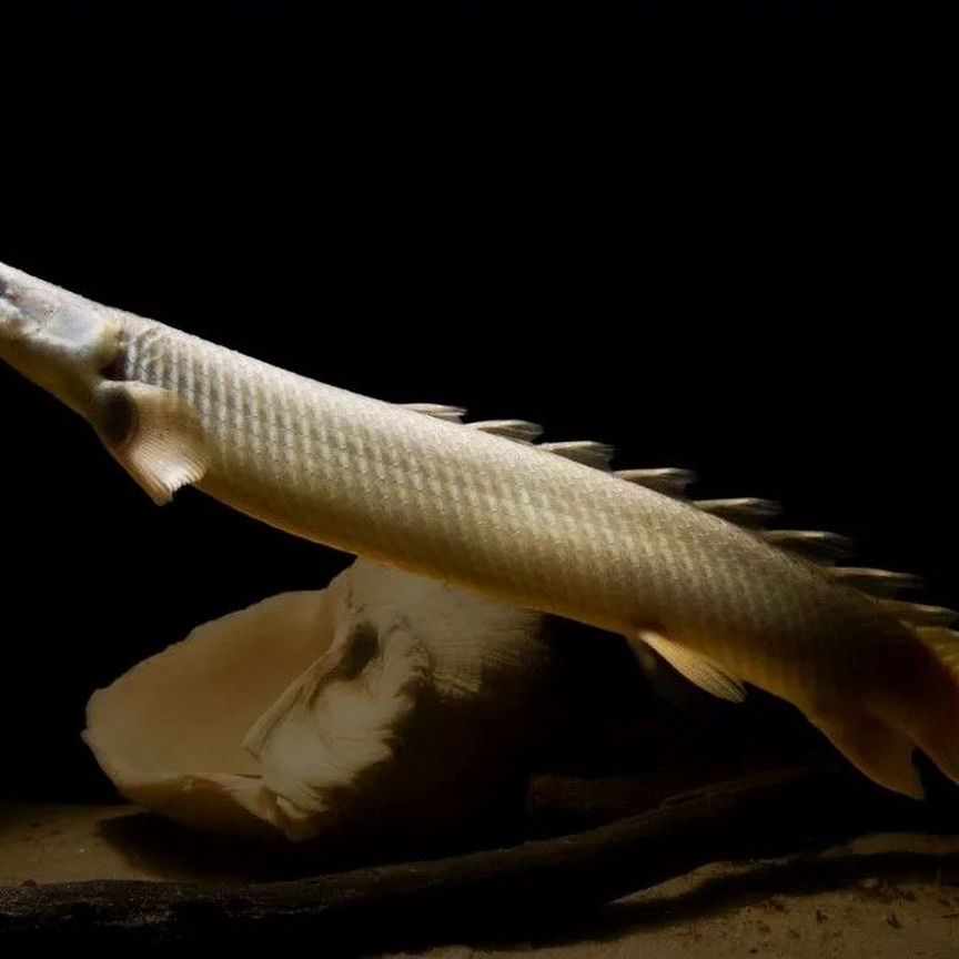 Полиптерус сенегальский