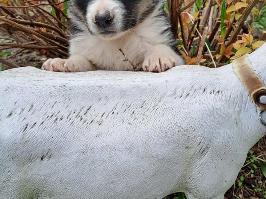 Щенок в добрые руки