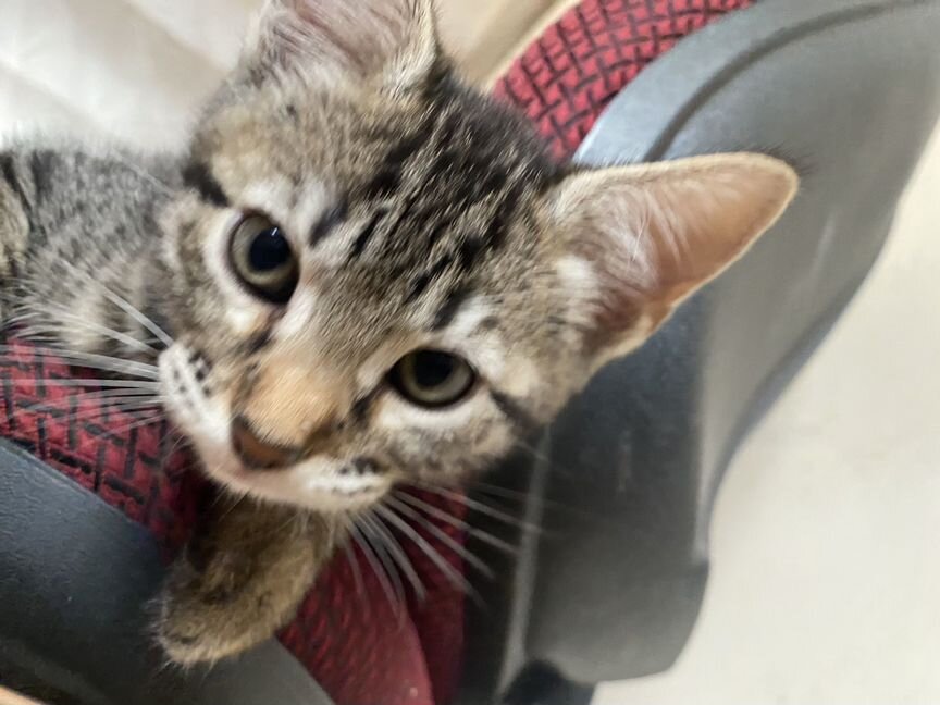 Котятенок от Бенгальской кошки