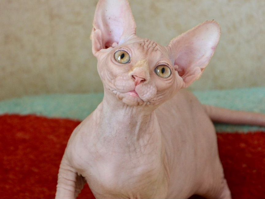 Канадский сфинкс