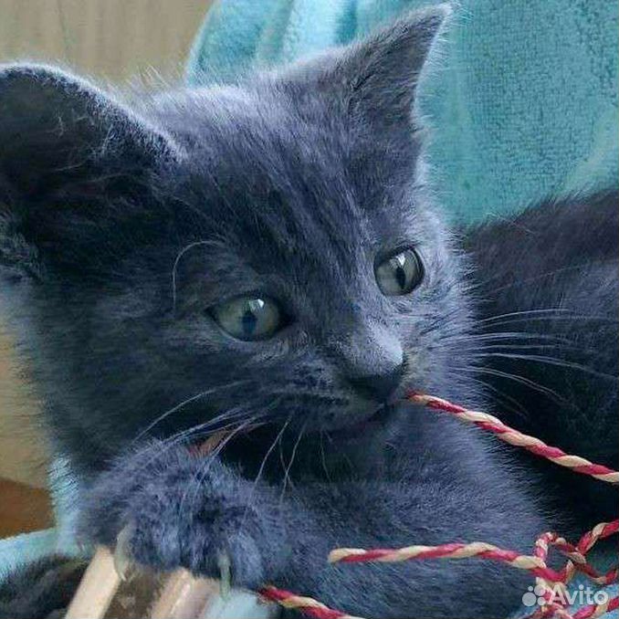 Девочка 2 месяца Дымочка