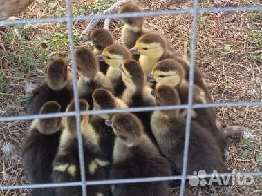 Мускусные утята индоутки