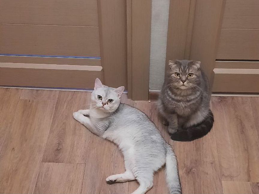 Кошка в дар бесплатно