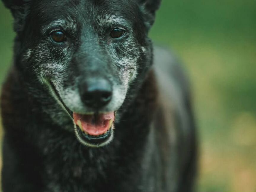 Собака ищет дом