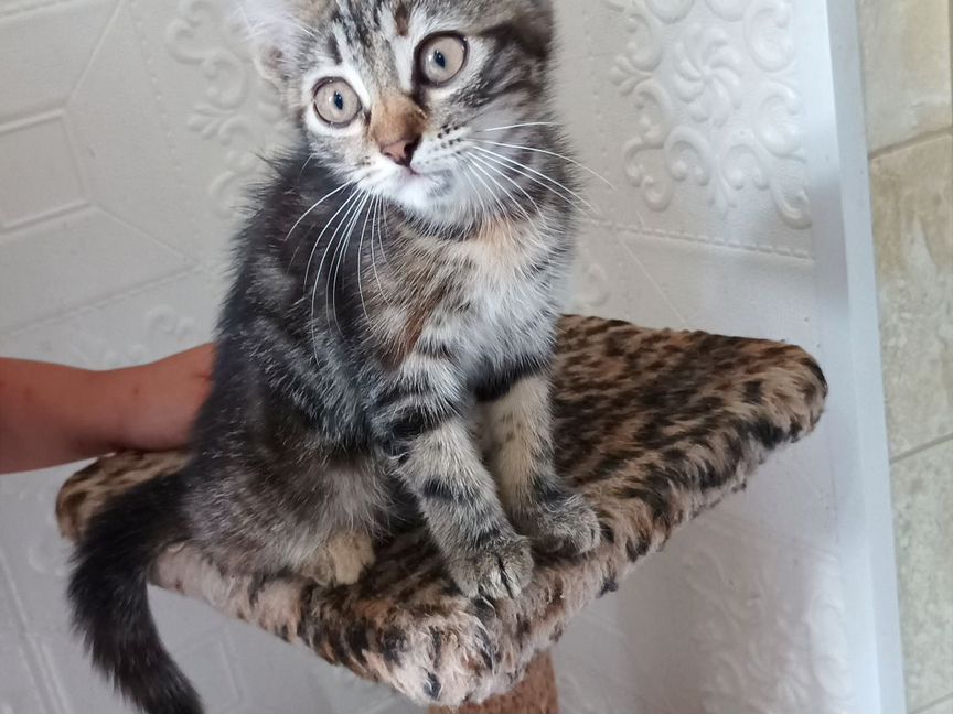 Кошечки -котята ищут своего хозяина