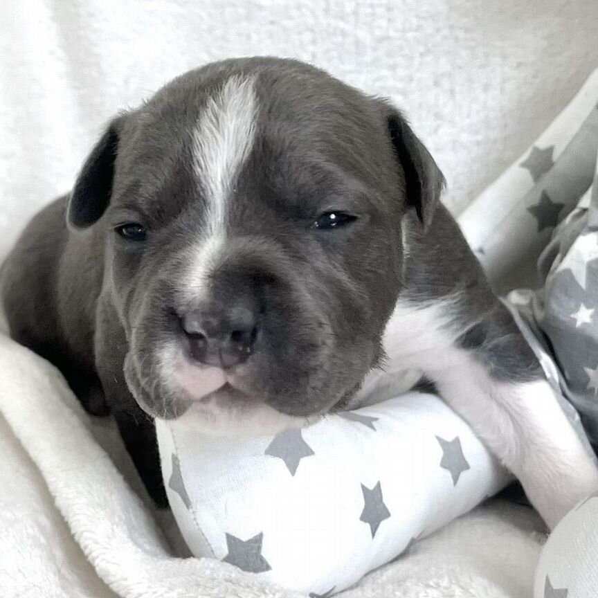 Американский стаффордширский терьер, щенок