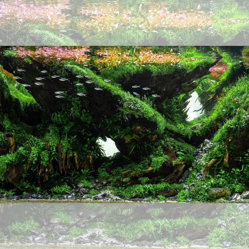 Оформление аквариумов,коряги,растения