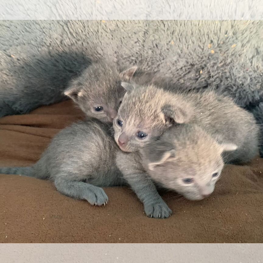 Котята русской голубой