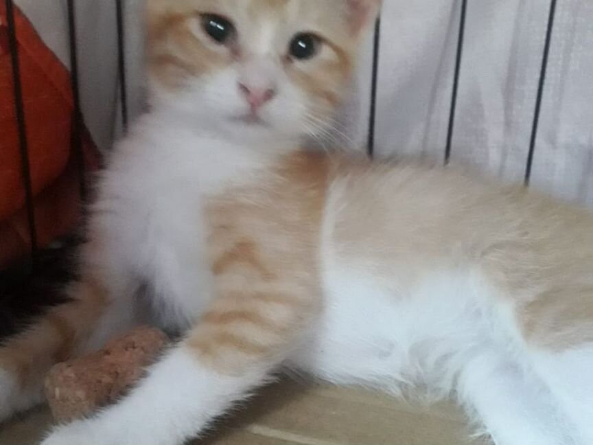 Парни рыжики