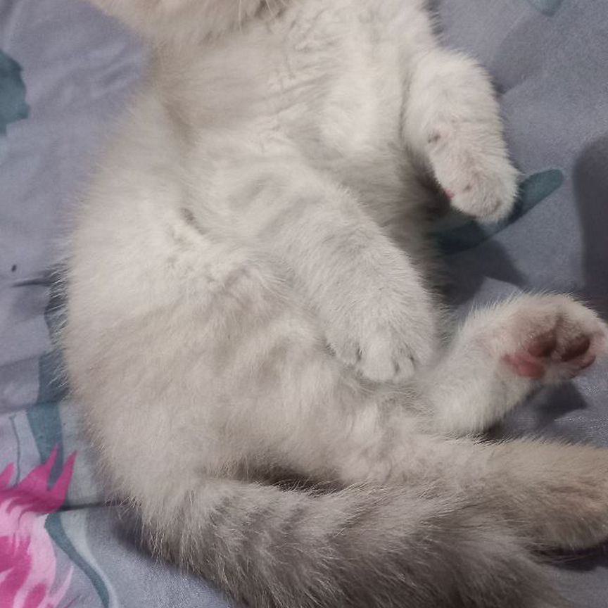 Котенок девочка