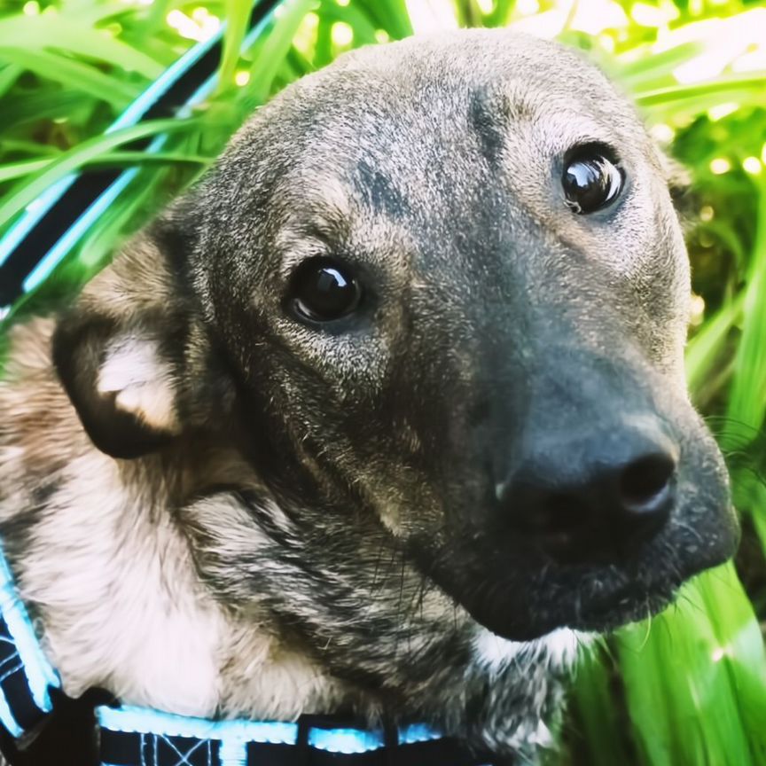 Взрослый пёс в добрые руки