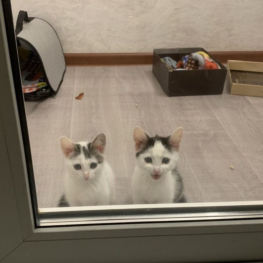 Котята