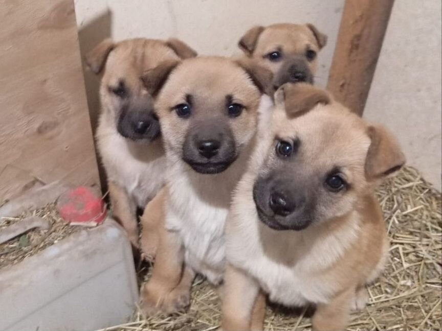 Собака в добрые руки
