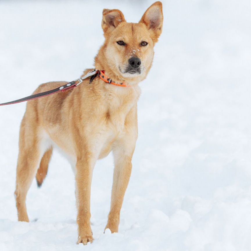 Взрослая собака в добрые руки