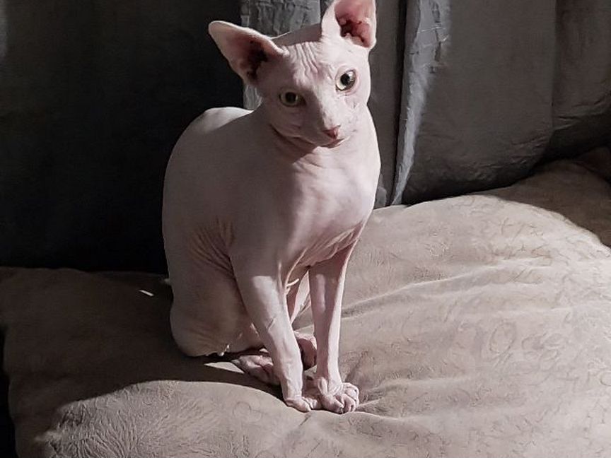 Продаётся девочка сфинкс