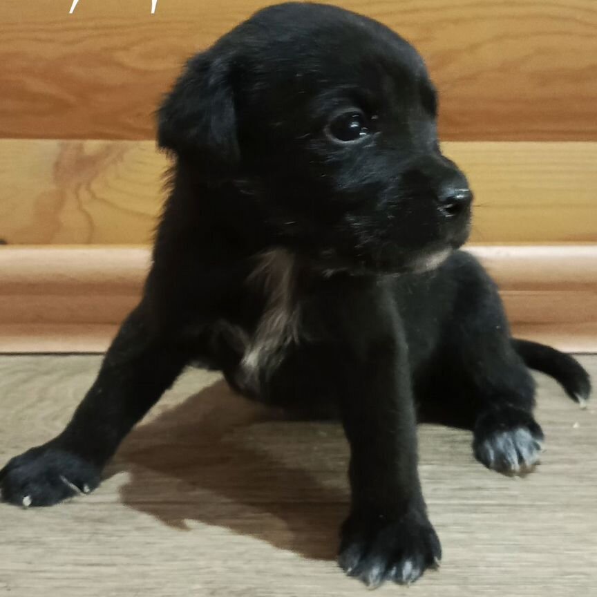 Щенок в добрые руки