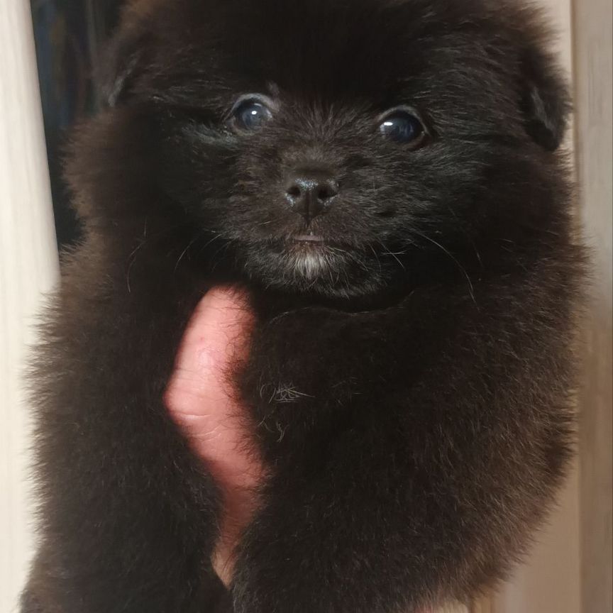 Померанский шпиц девочка