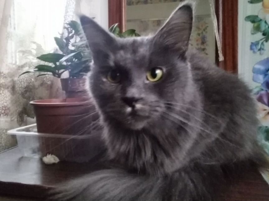 Мейн-кун в добрые руки бесплатно