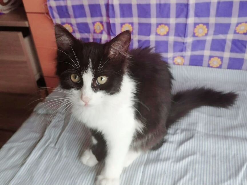 Котенок-девочка,добрая,домашняя