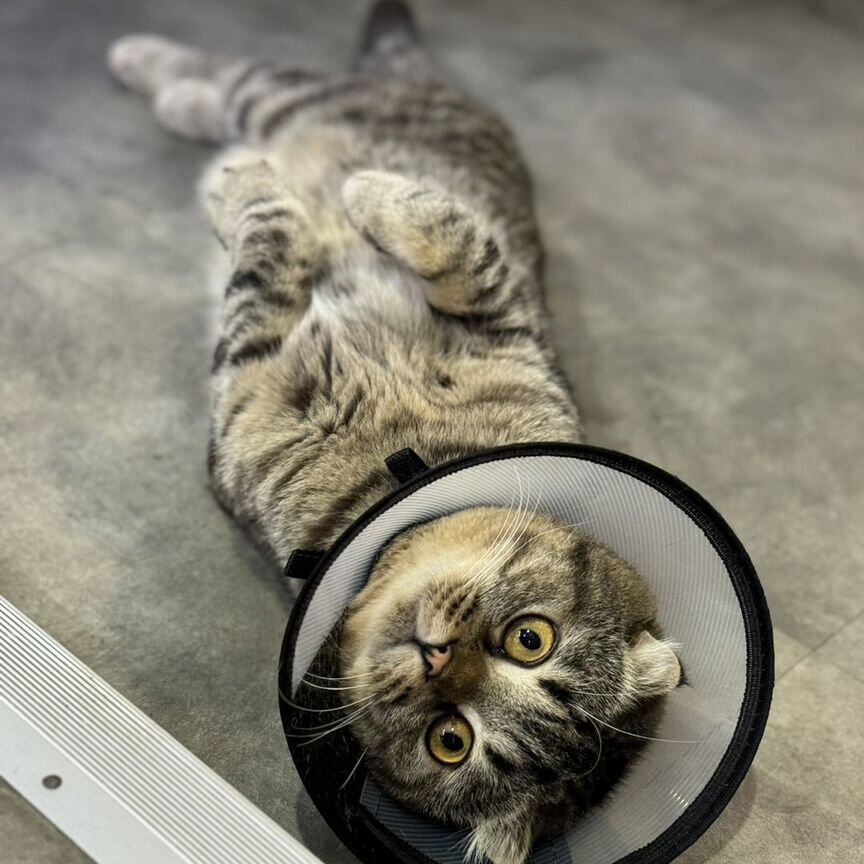 Котик в добрые руки