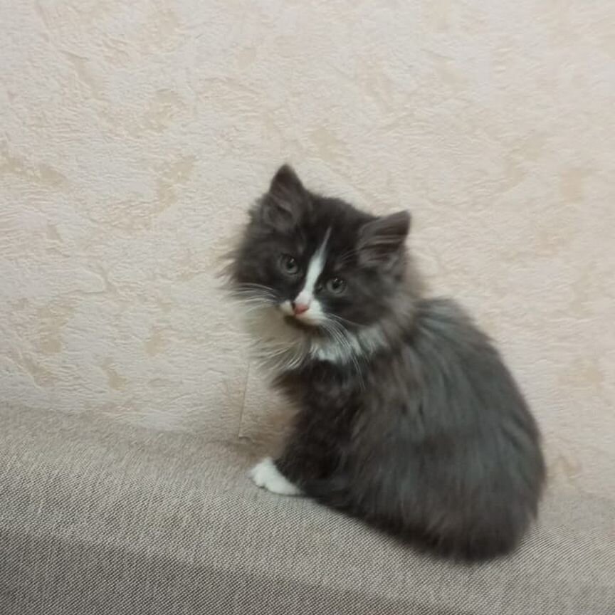 Котята бесплатно в дар
