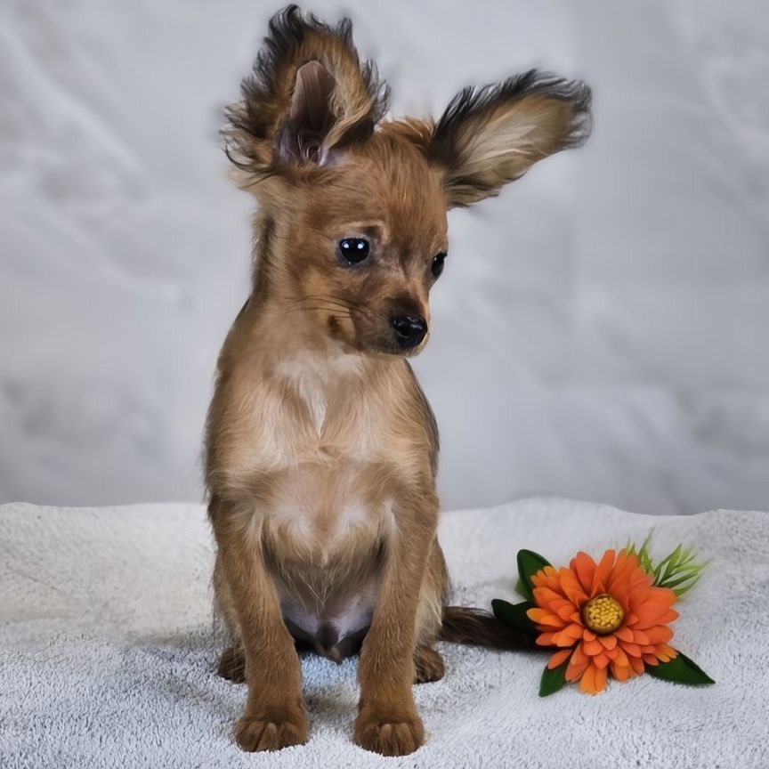 Русский той-терьер, щенок