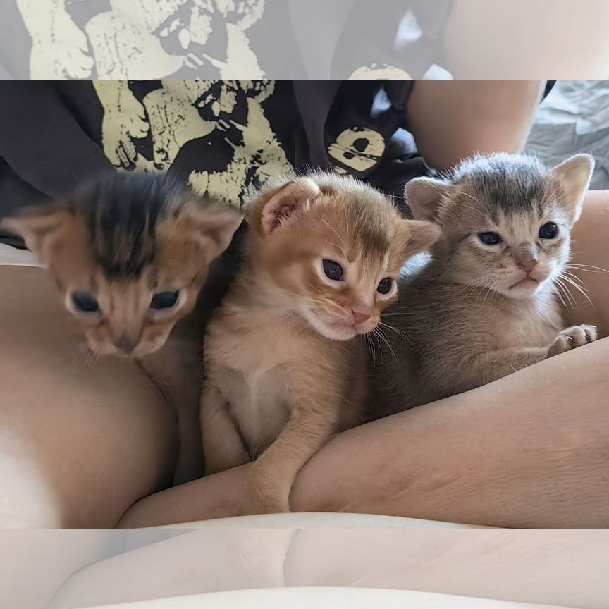 Абиссинский котёнок