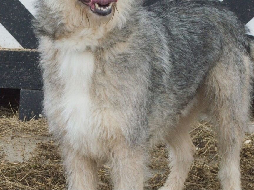 Семён в поиске дома