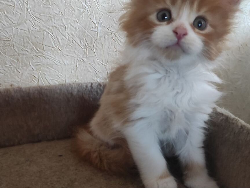 Котята мейн-кун