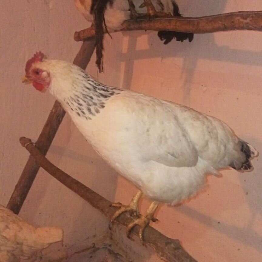 Домашние куры