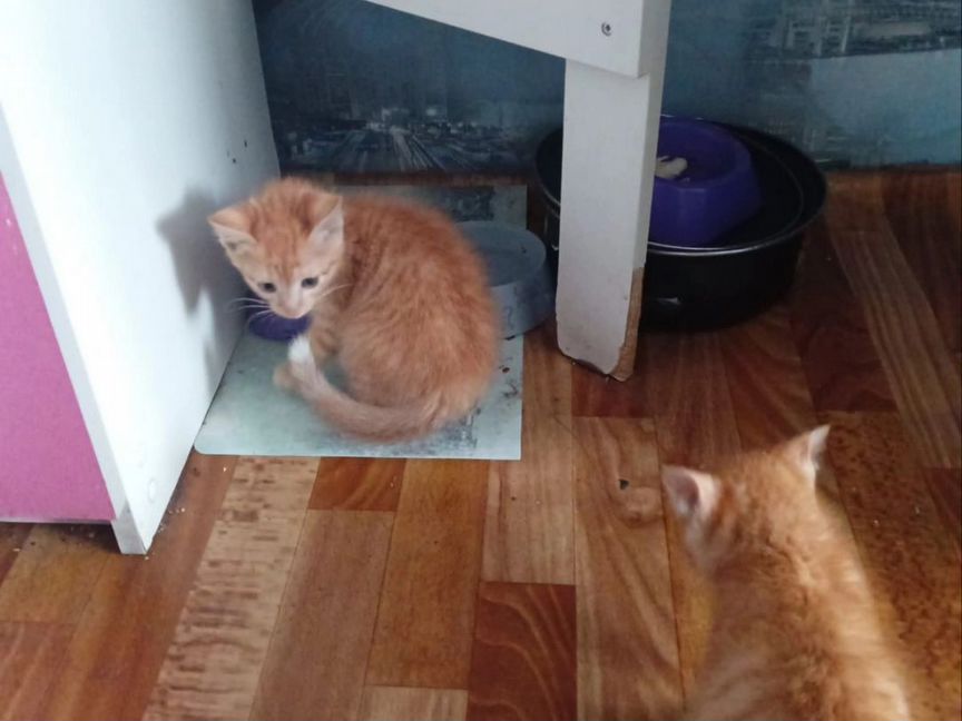 Котята рыжики ищут дом