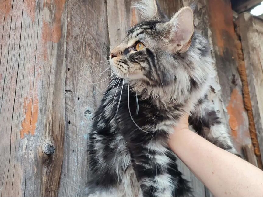 Мейн-кун